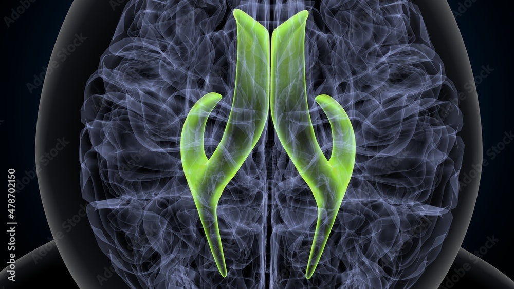 3d illustration of human brain lateral ventricle anatomy Stock ...