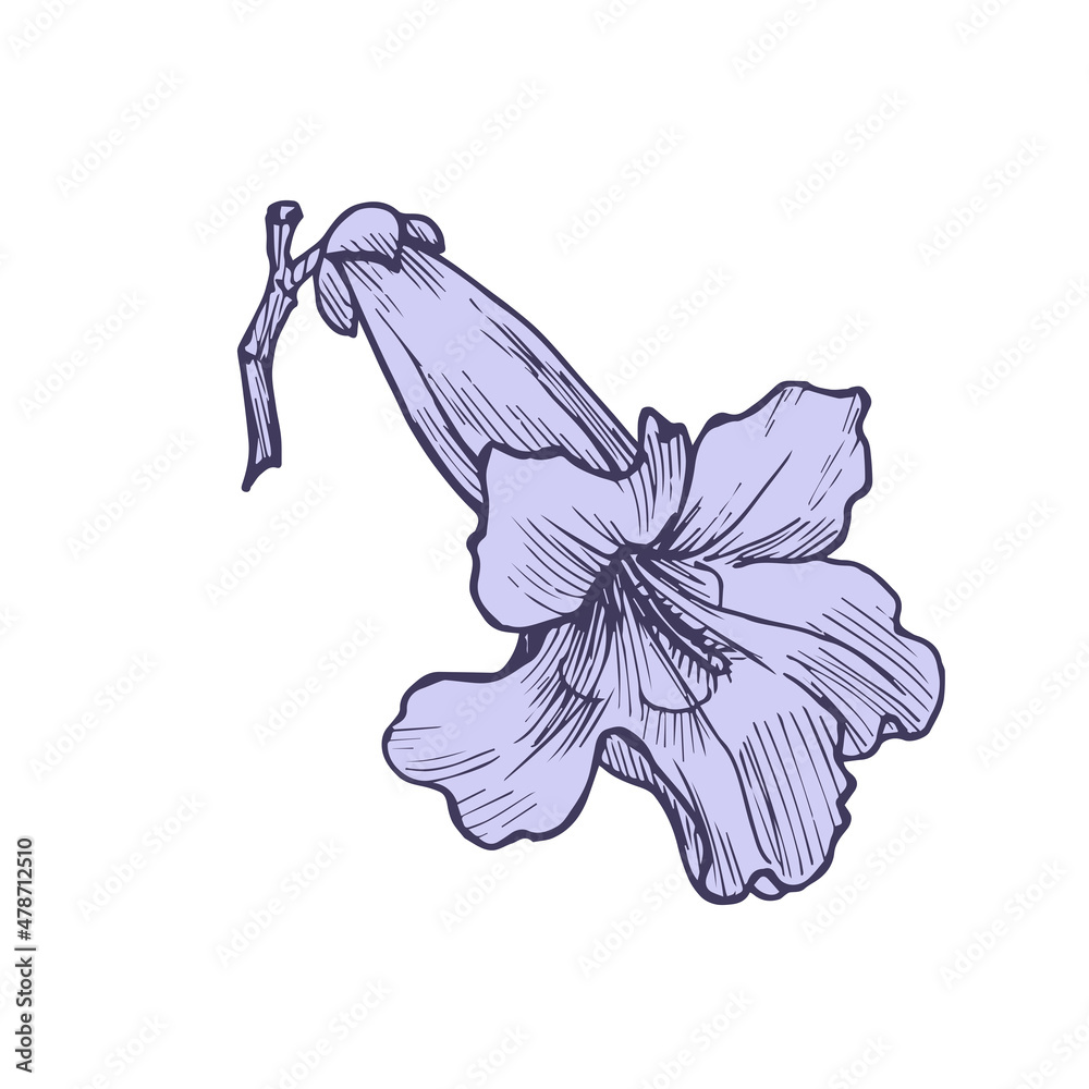 Single flower of Jacaranda tree Hand drawn illustration vector graphic ...