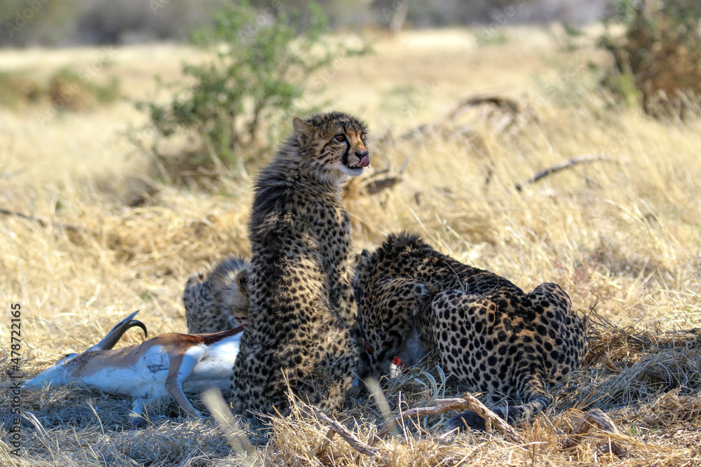 Foto de family of cheetah eating a springbok kill under a tree do Stock ...