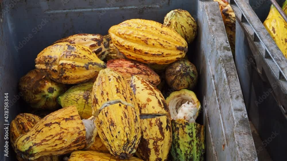 Opening a cocoa pod to show beans inside. Cacao pod cut open to show ...