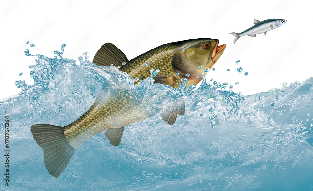 poisson, tanche , eau, animal, isolé, mer, or, aquarium, pêche, blanc ...