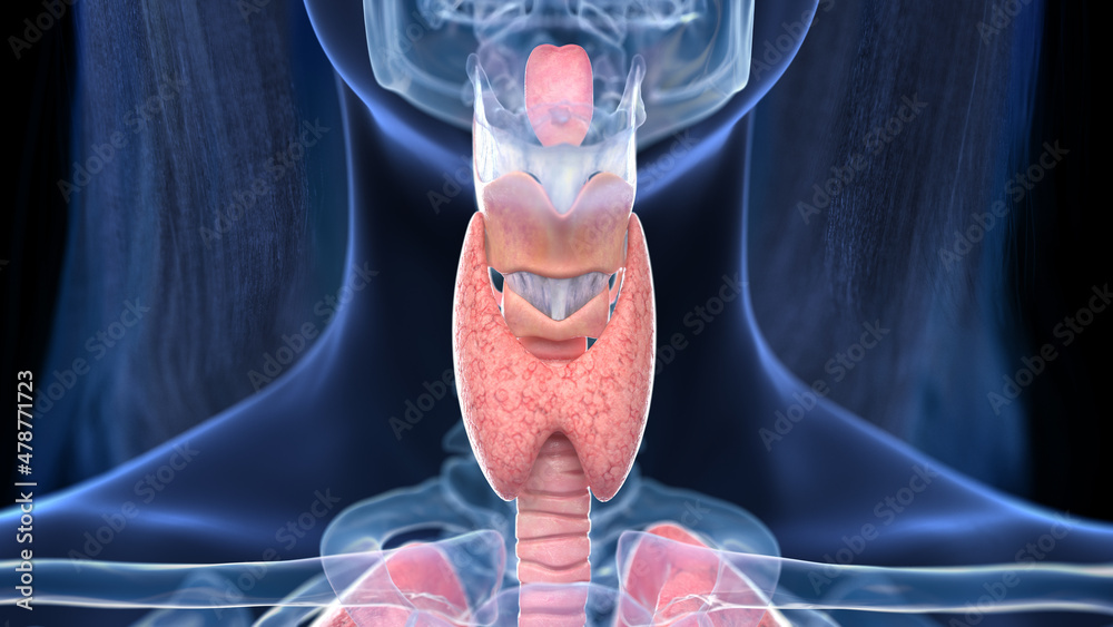 3d rendered illustration of the female neck anatomy Stock Illustration ...