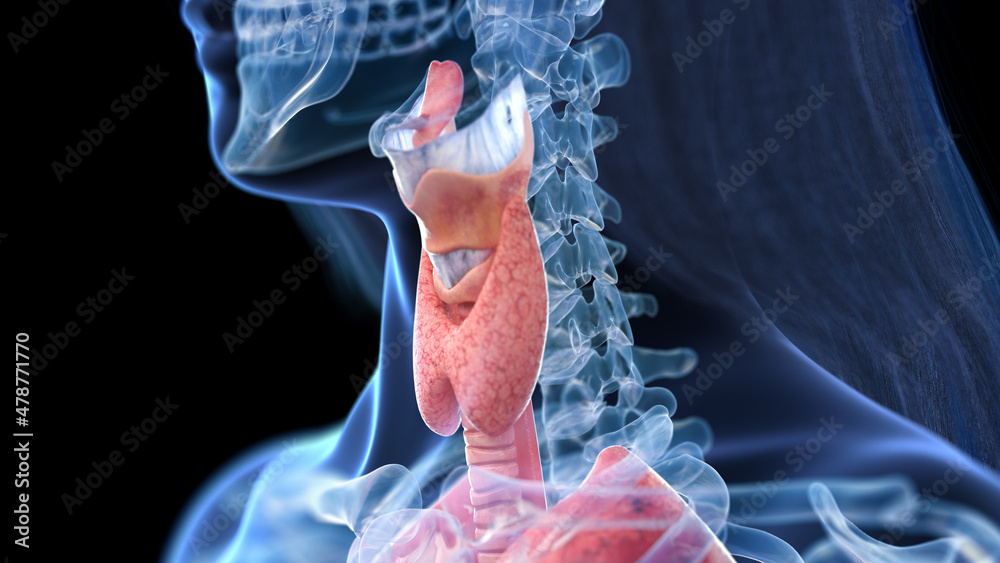 3d rendered illustration of the female neck anatomy Stock Illustration ...