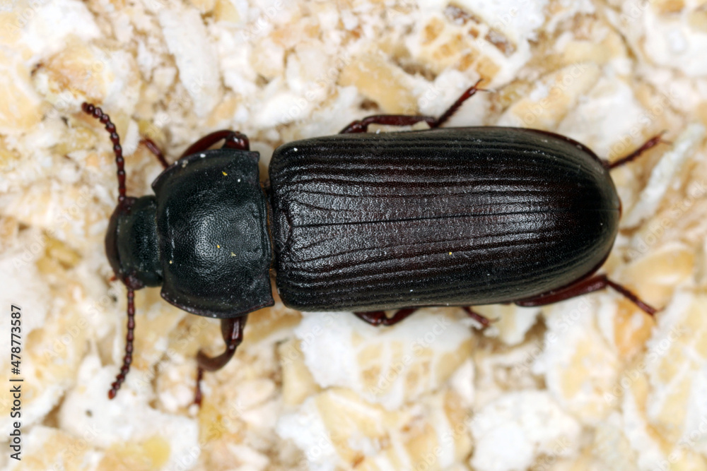 mealworm beetle Tenebrio molitor, a species of darkling beetle pest of ...