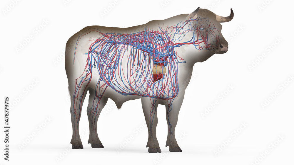 3d rendered illustration of the bovine anatomy - the vascular system ...