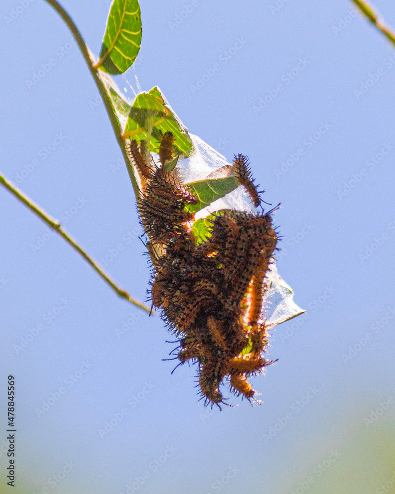 many caterpillars on a leaf. Caterpillars nest in a tree in the forest ...