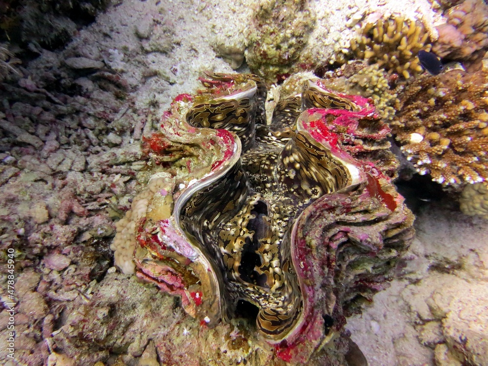 Giant clam of the red sea Egypt while scuba diving at blue hole dive ...