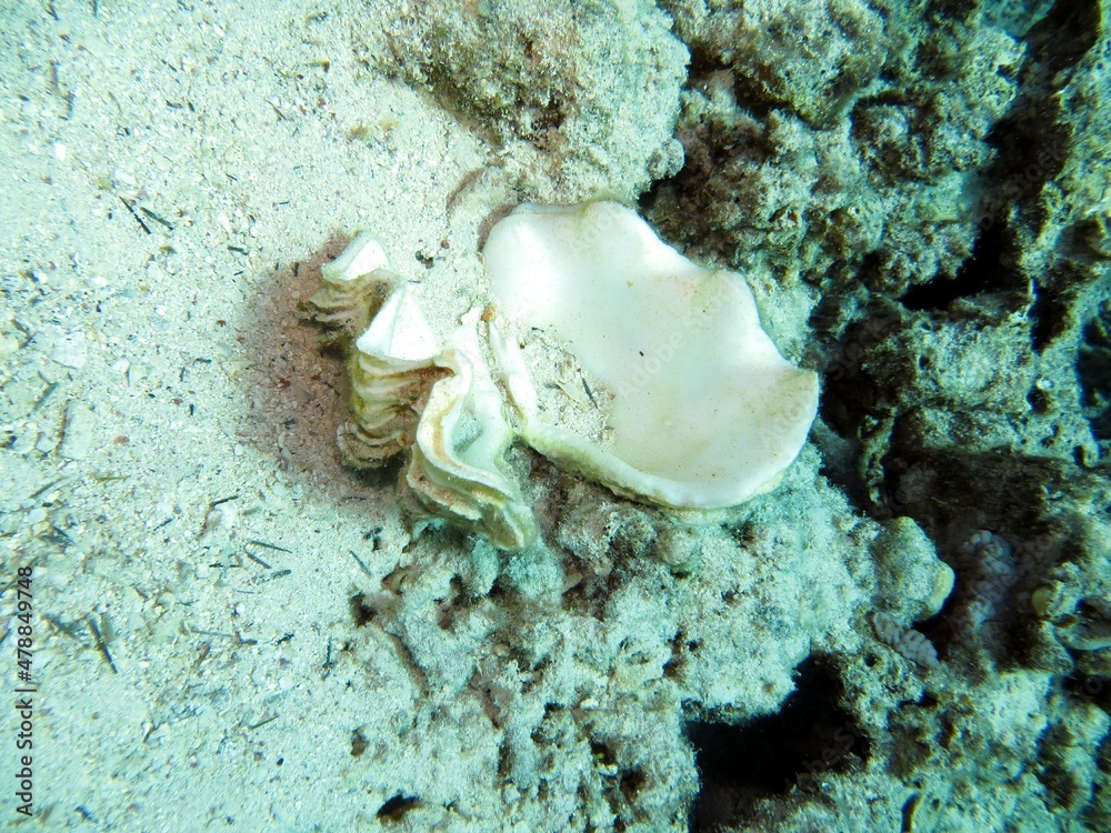 Giant clam of the red sea Egypt while scuba diving at blue hole dive ...