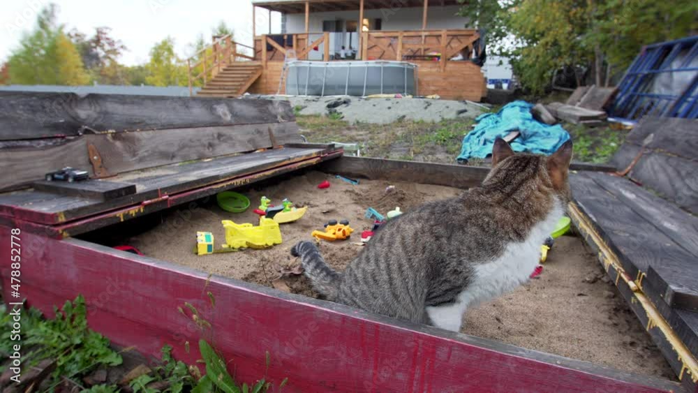 A grey and white cat is peeing or pooping in the sandpit full of sand ...