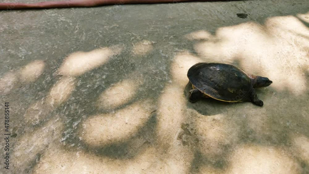 Sea turtles crawling on lawn sunset on summer. Natural sunny on new ...