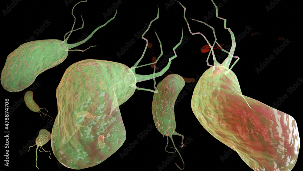 Helicobacter pylori illustration microaerophilic bacterium which ...