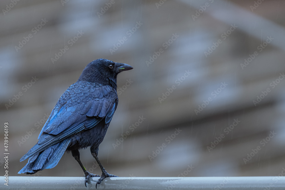 2022-01-06 SINGLE BLACK CROW SITTING ON A RAILING IN THE RAIN WITH A ...