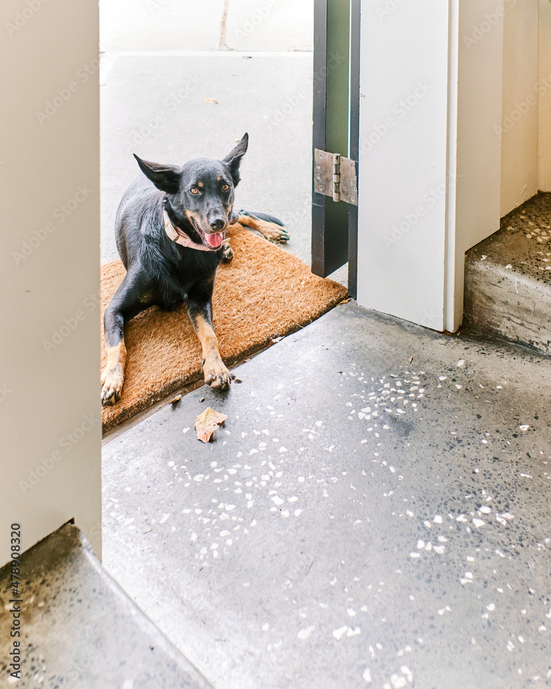Dog waiting outside Stock Photo | Adobe Stock
