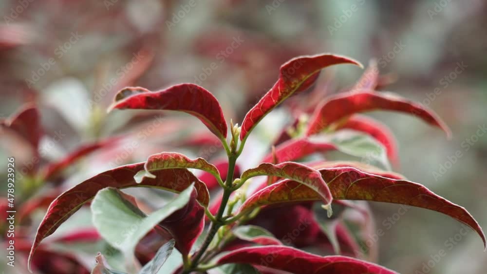 Excoecaria cochinchinensis (Chinese croton, blindness tree, buta buta ...