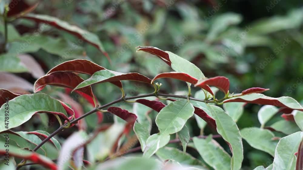 Excoecaria cochinchinensis (Chinese croton, blindness tree, buta buta ...