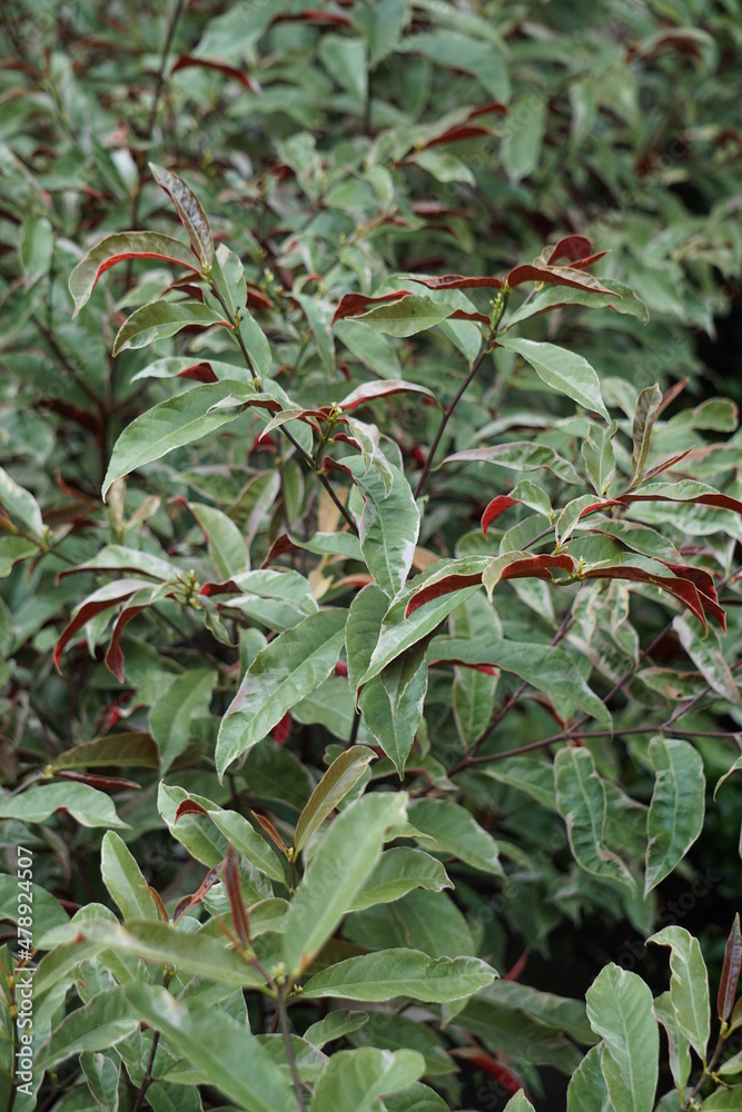 Excoecaria cochinchinensis (Chinese croton, blindness tree, buta buta ...