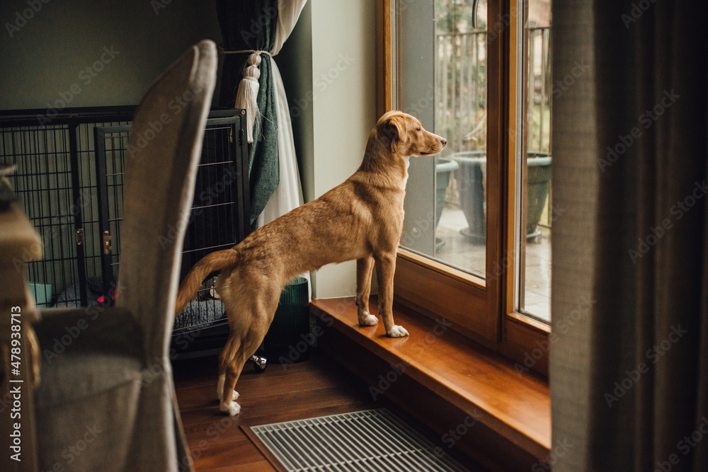 Dog looking out the window of a house Stock Photo | Adobe Stock
