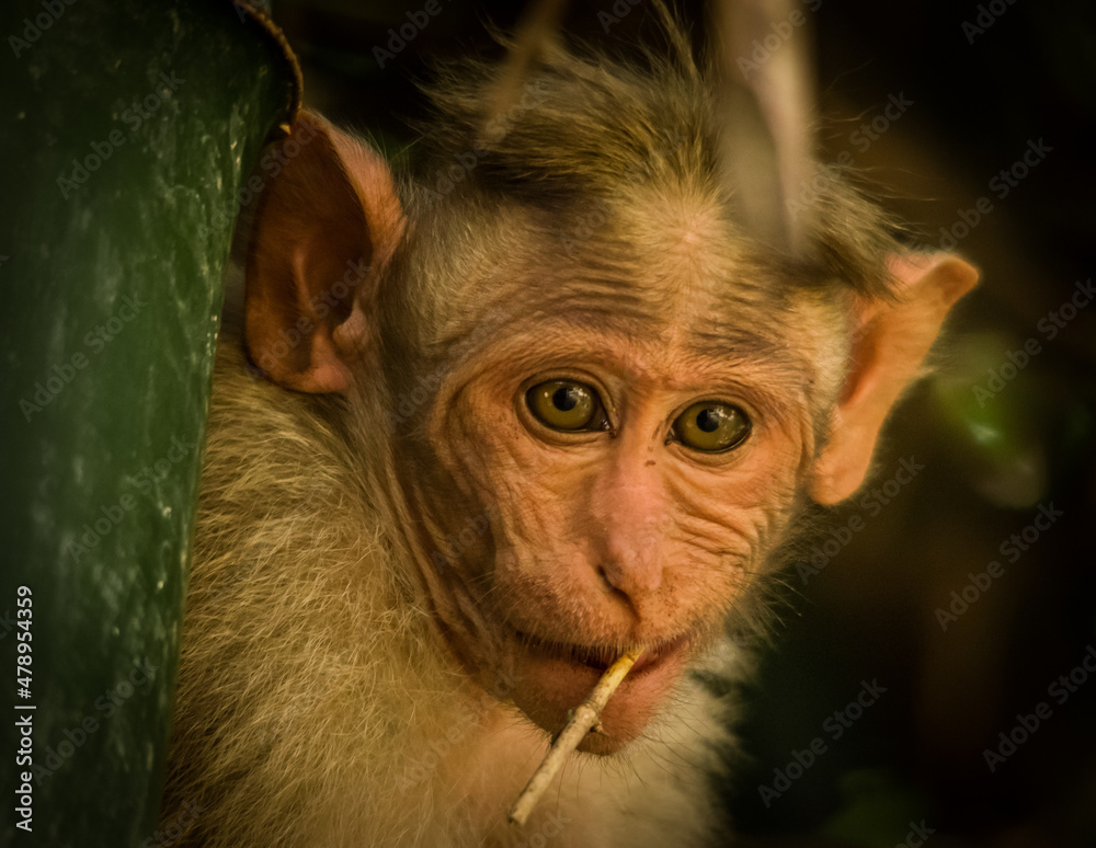 Monkey Stock Photo | Adobe Stock