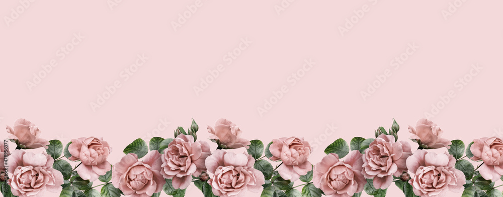 Floral banner, header with copy space. Roses isolated on pink ...