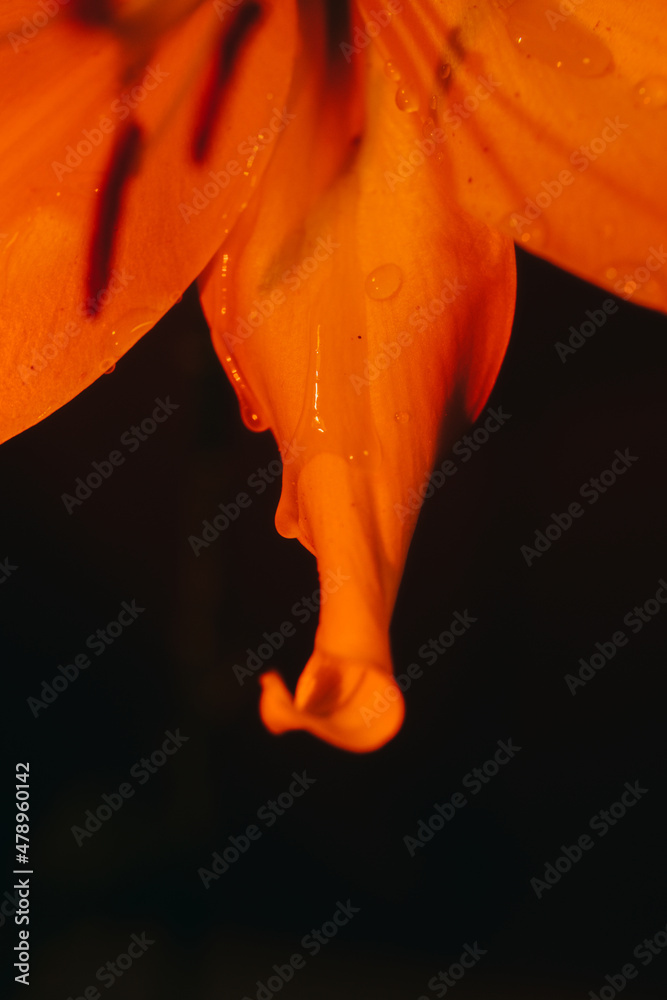 twisted petal Stock Photo | Adobe Stock