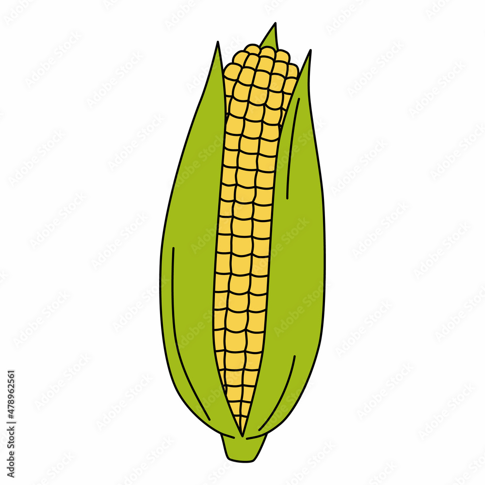 Cartoon maize ear. Vector illustration of mature corn isolated on white ...