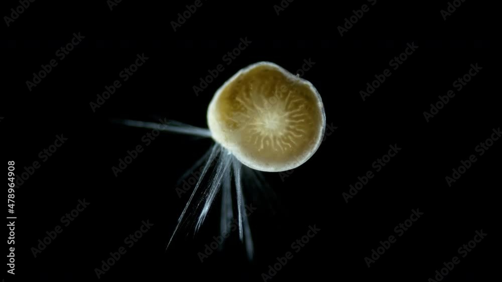 Foraminifera under a microscope, class Rotaliata, possibly order ...