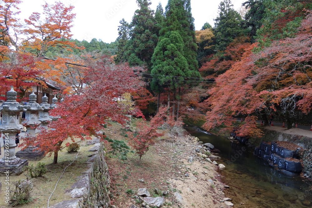 Buttsuji-gawa River and autumn leaves in the precincts of Buttsu-ji ...