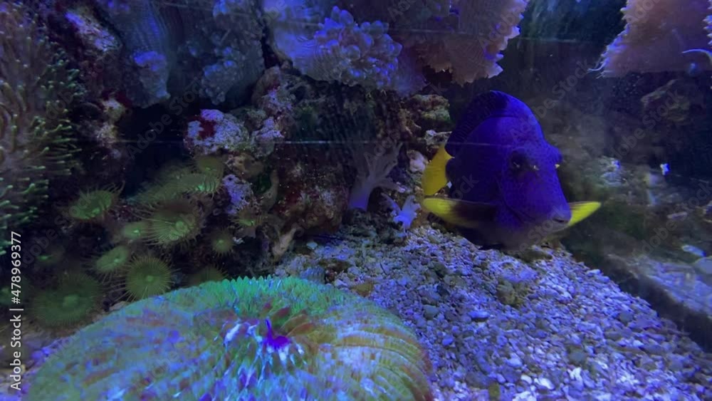 blue tang dory fish marine life Stock ビデオ | Adobe Stock