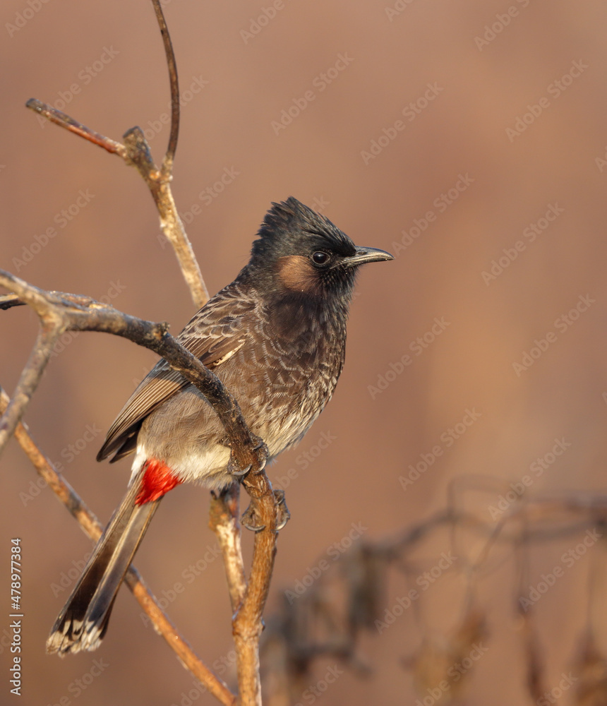 Stockfoto med beskrivningen The red-vented bulbul is a member of the ...