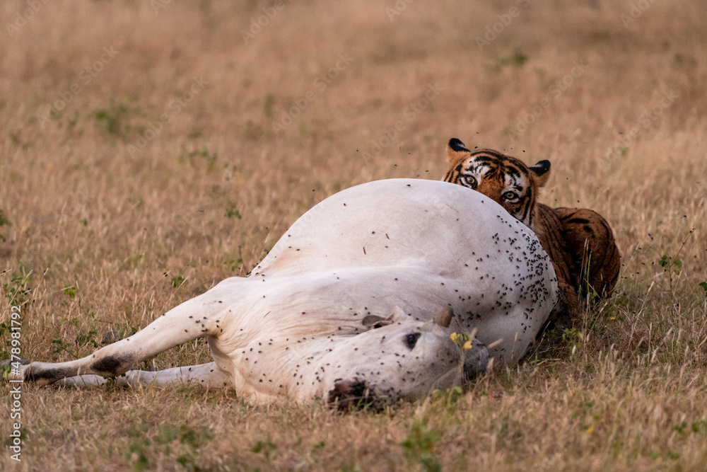 Wild male tiger with cattle or cow kill. Real threat or conservation ...