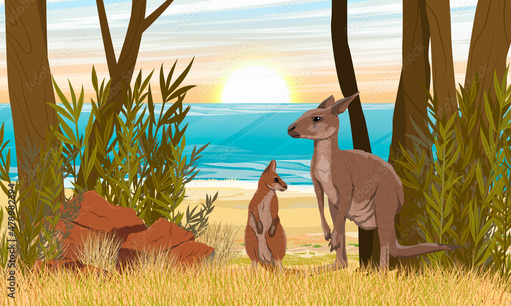 Red Kangaroo Habitat