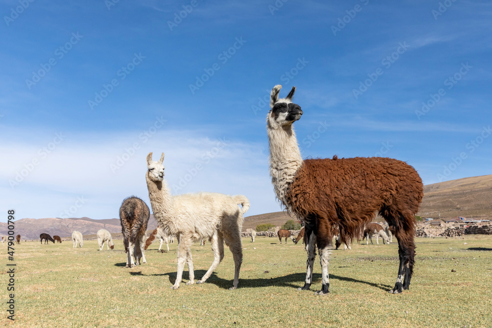 Llamas (Lama glama), feeding near Coqueza, a small town near the ...