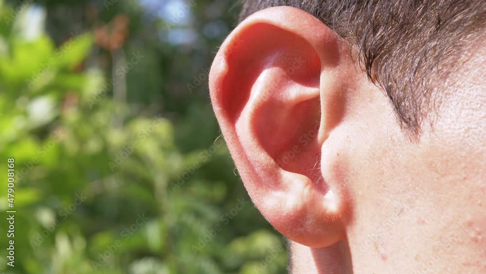 Male Wiggles Ear Outdoors in the Woods, on a Blurred Green Trees ...