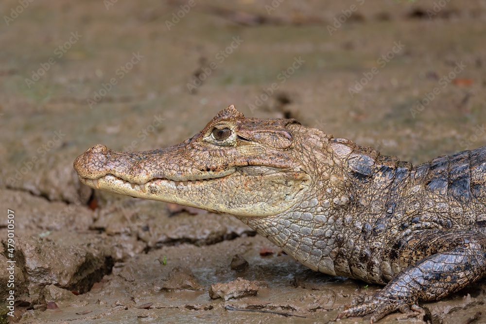 Spectacled caiman (Caiman crocodilus) or Common Caiman, crocodilian ...