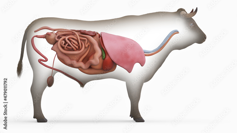 3d rendered illustration of the bovine anatomy - the organs Stock ...