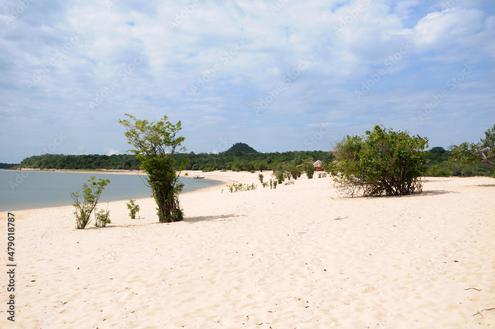 View of the vegetation in the prais of Alter do Chão, state of Pará ...