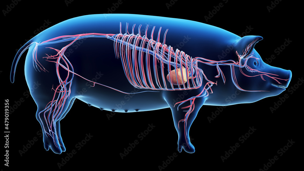 3d rendered illustration of the porcine anatomy - the vascular system ...