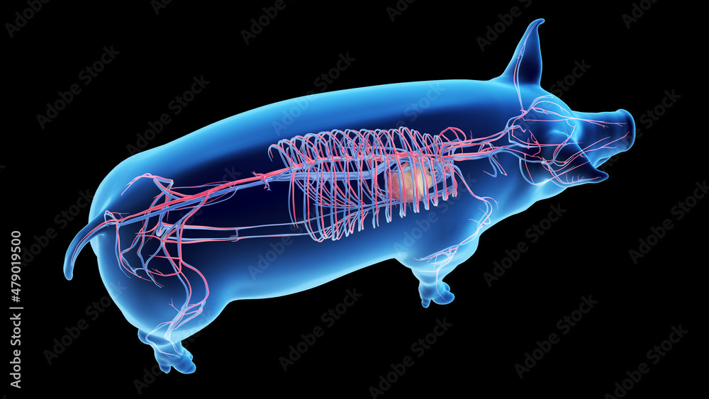 3d rendered illustration of the porcine anatomy - the vascular system ...