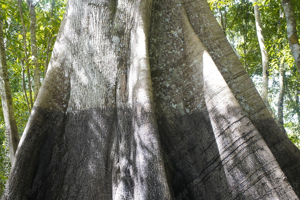 Samauma tree (Ceiba pentandra) Malvaceae family, the largest tree in ...