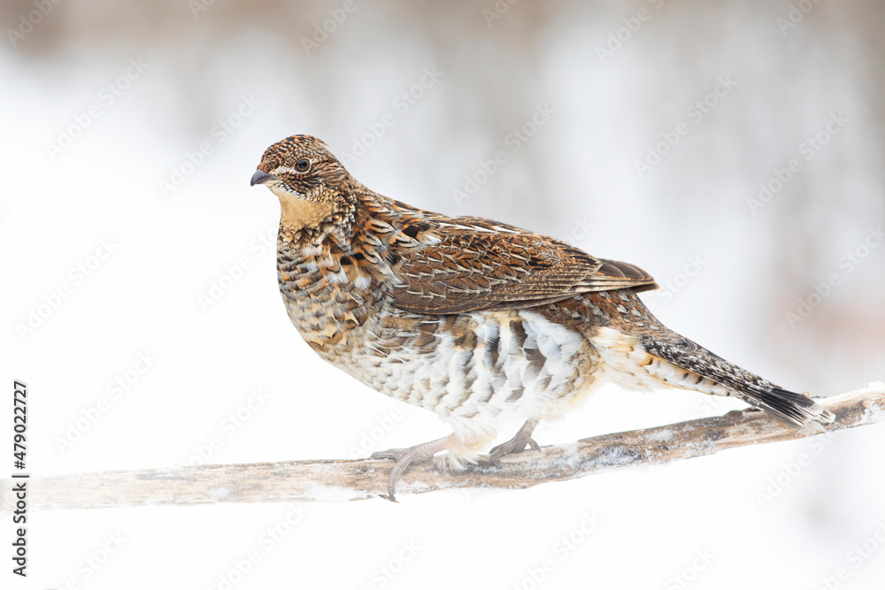 Female Ruffed Grouse