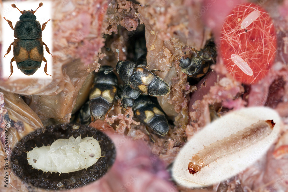 All developmental stages of Carpophilus hemipterus (dried fruit beetle). It is a species of sap ...