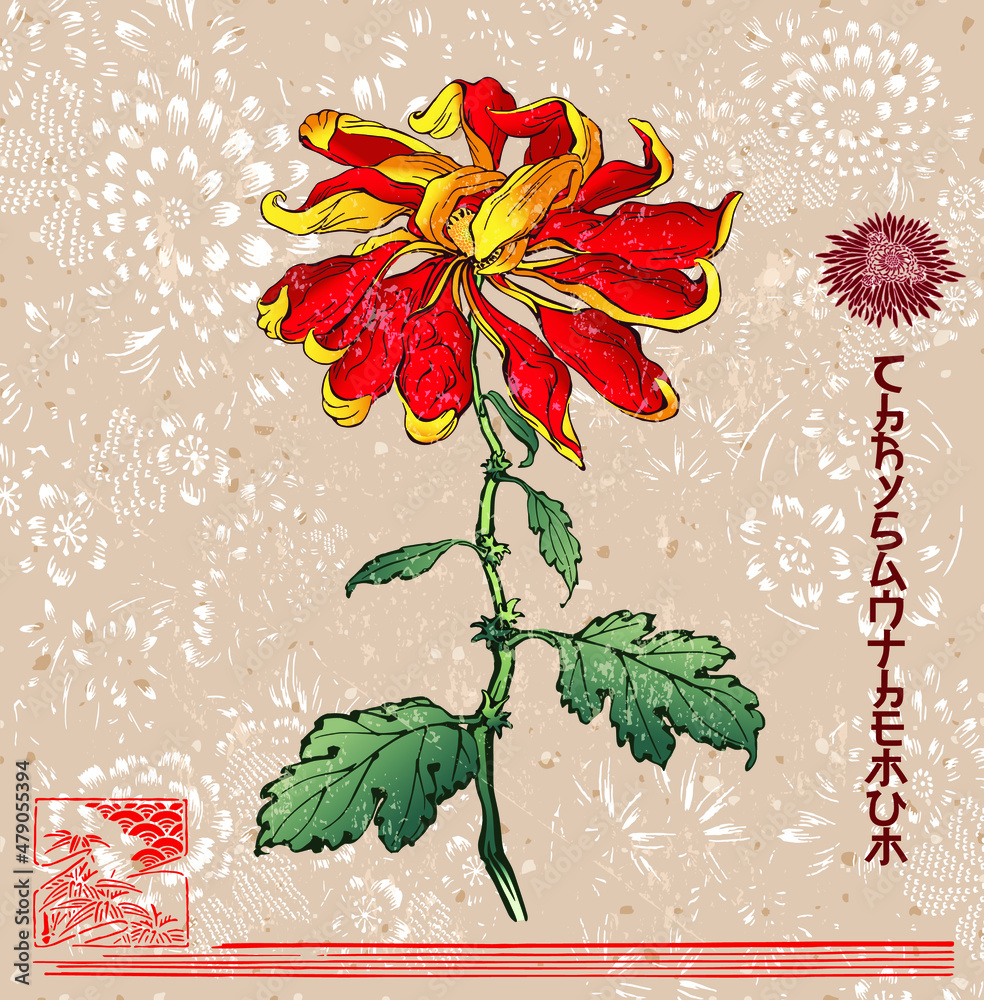 Chrysanthemum. Title written in japanese style font. Vector ...