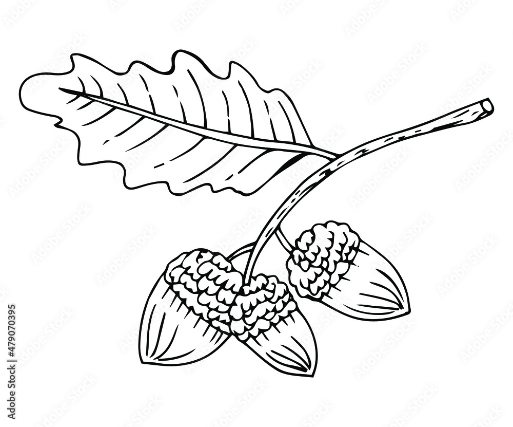 Doodle is an icon of the fruits and leaves of an oak tree. Contour ...