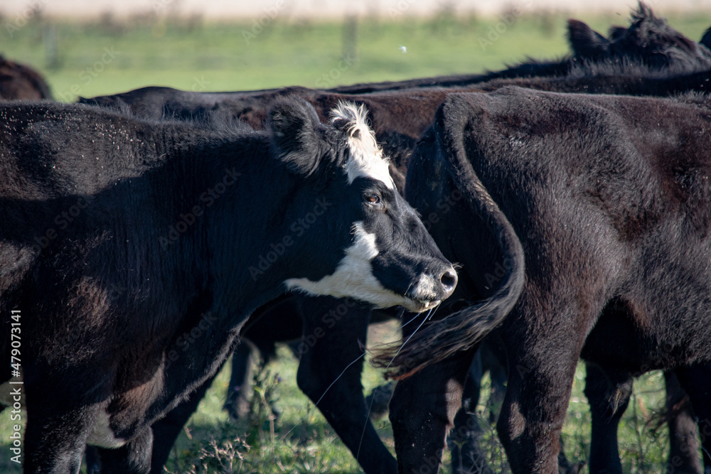 vaca careta Stock Photo | Adobe Stock