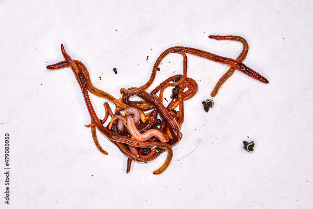 A full handful of red worms from our own breeding. A great bait for ...