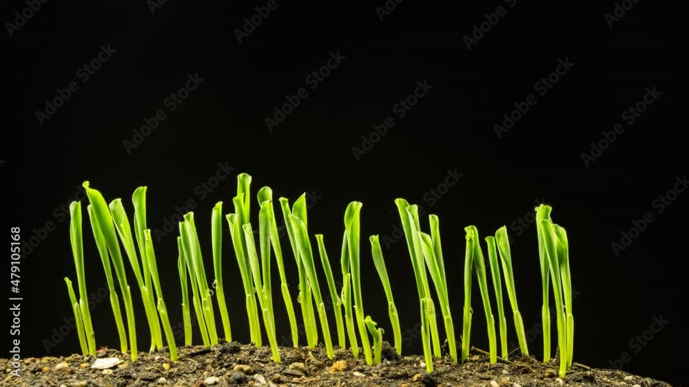 Corn plant growing timelapse. Grain seeds growing from the ground in ...