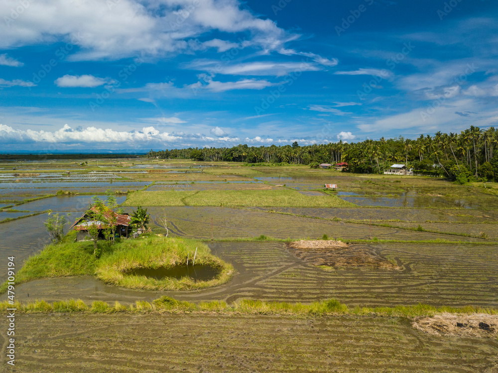 Aerial of a vast area of rice paddies in Tubigon, Bohol during a sunny ...