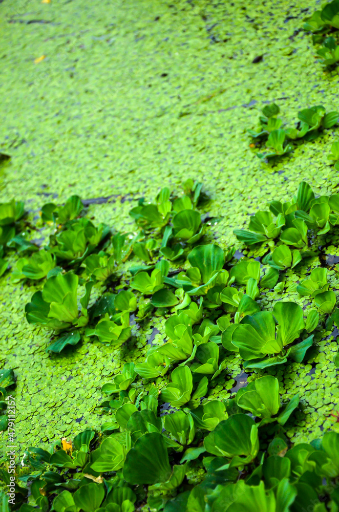 Beautiful green pistia from aquatic plants also called pistia ...