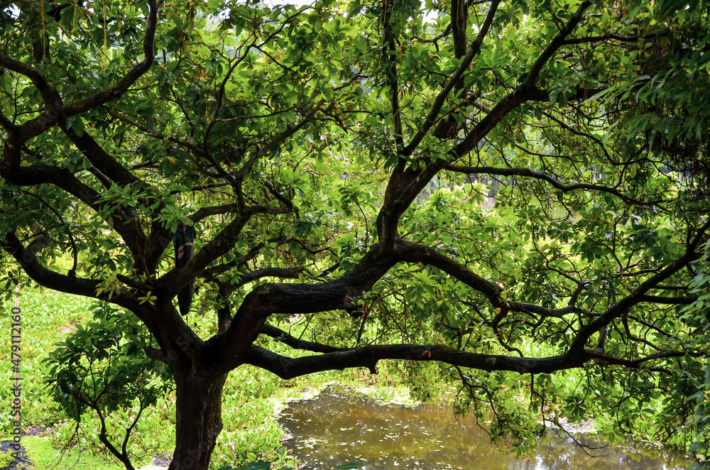 Big tree and branches with fresh green leaves beside the river. Scenery ...