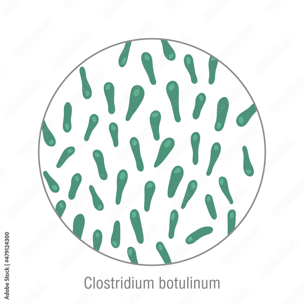 Clostridium botulinum, pathogenic bacteria. Bacterial microorganism ...